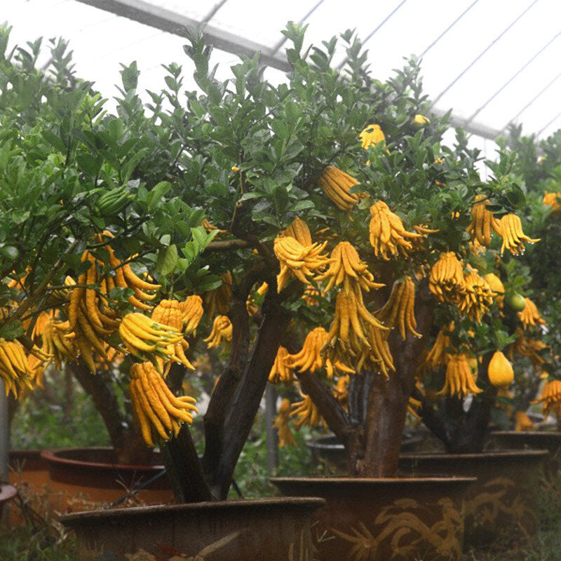 FIBROID BITTERS TONIC SHRINK FIBROIDS OVARIAN CYSTS INFERTILITY – The ...